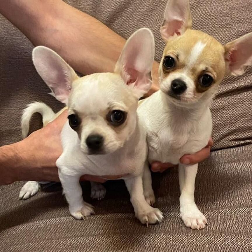 Чихуахуа, щенок