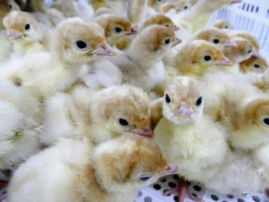 Бройлер, индюшата