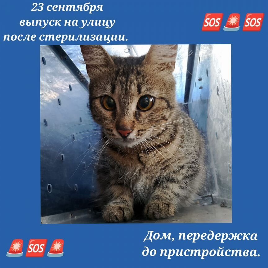 Кошечка. Выпуск в подвал