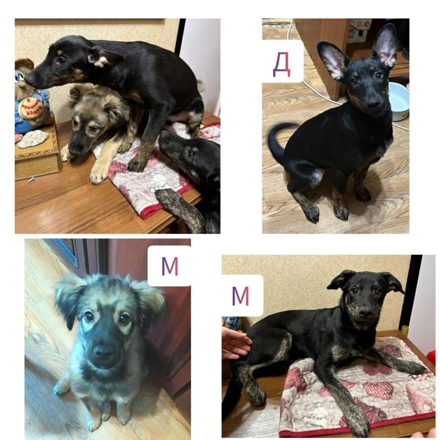 Мягкие лапки, верные сердца. Щеночки во двор