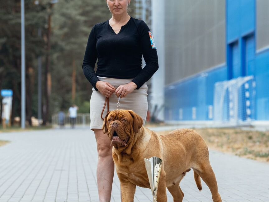 Щенки бордосского дога