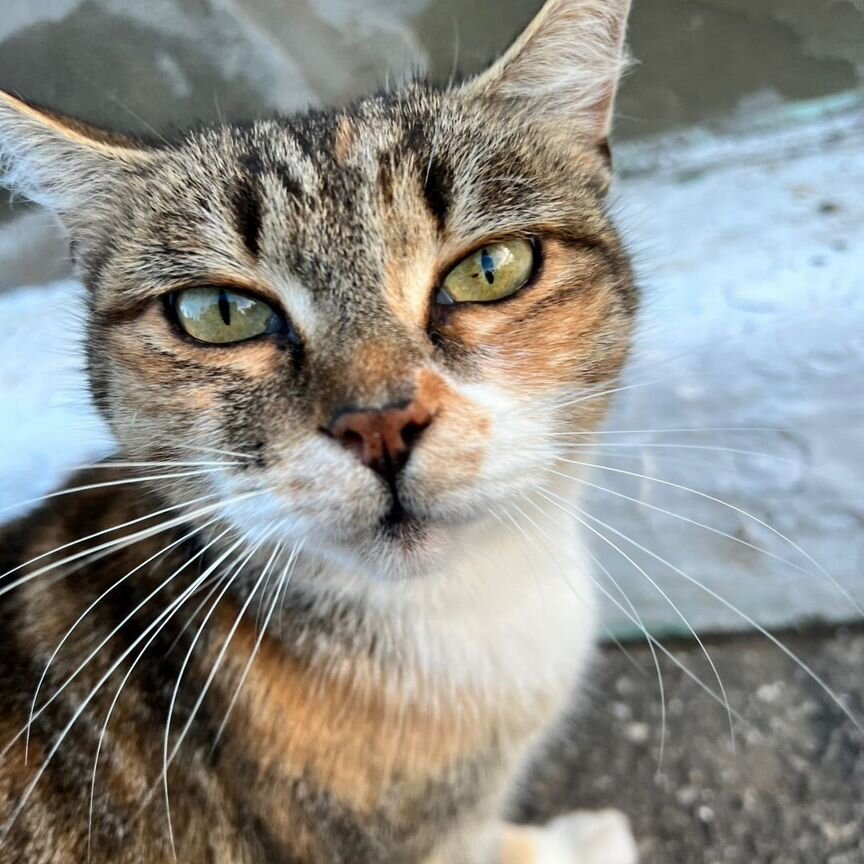 Кошка ищет дом