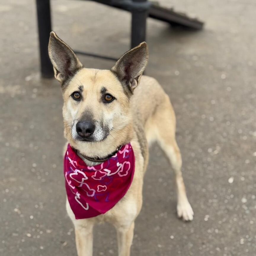 Стройная собачка Эстель в добрые руки