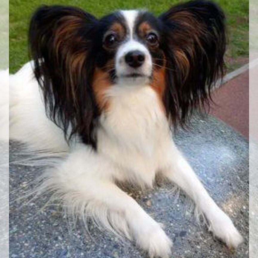 Континентальный той-спаниель папильон, щенок