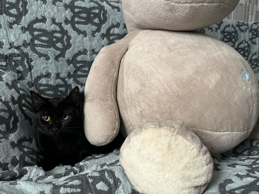 Котенок Зита