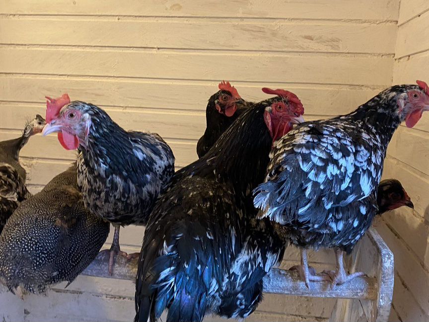 Семья курочек австралорпов