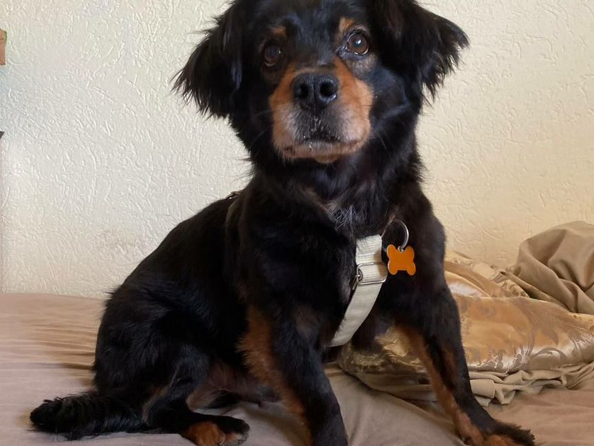 Квартирная собачка в добрые руки