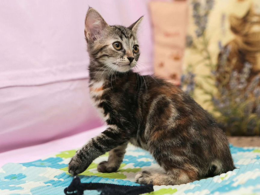 Котенок Кассандра