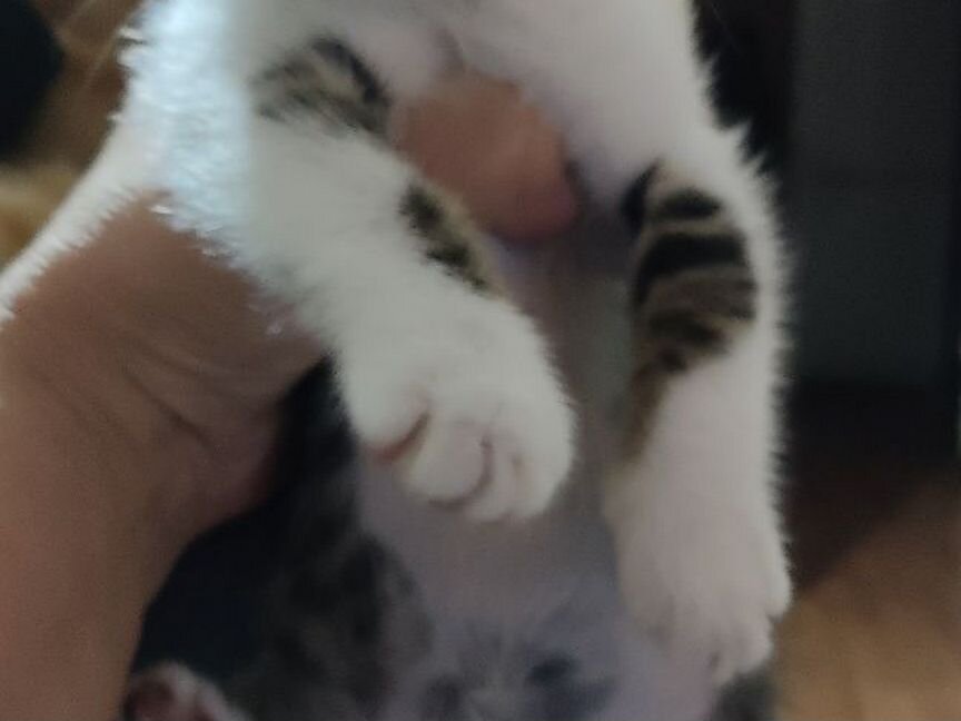 Кошка