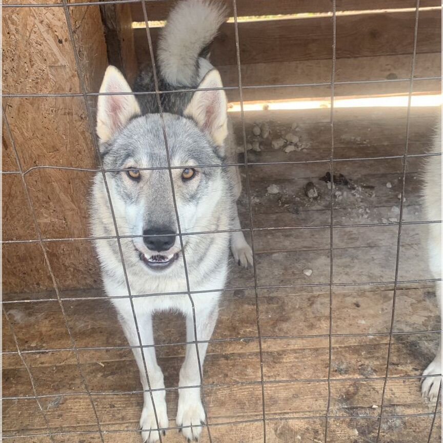 Лайка охотничья