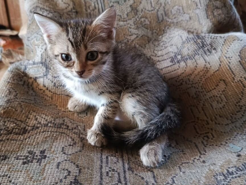 Котята в добрые руки бесплатно