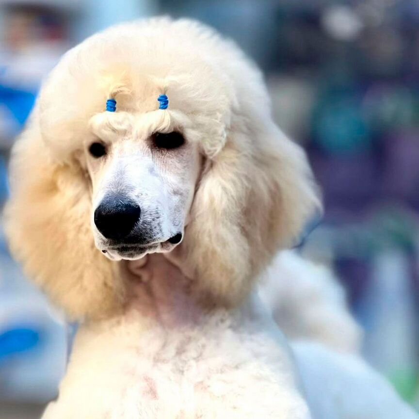 Королевский пудель щенок девочка