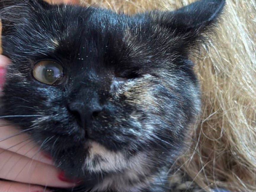 Плюшка Молли трехцветная в добрые руки дар