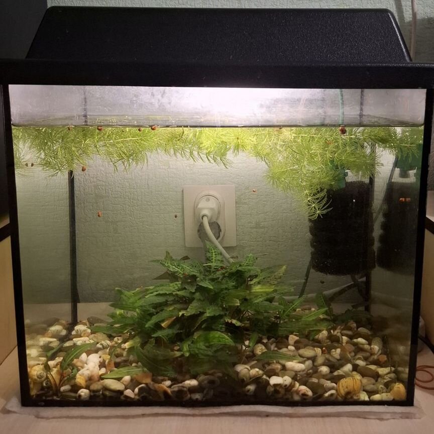 Аквариум с зеленью,улитки, размер 422535