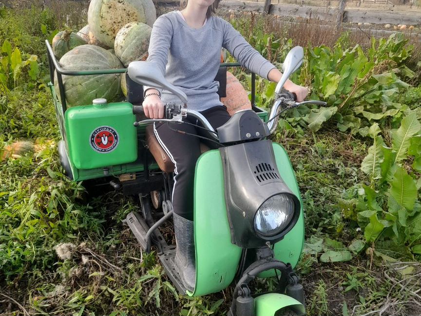 Тыква на корм