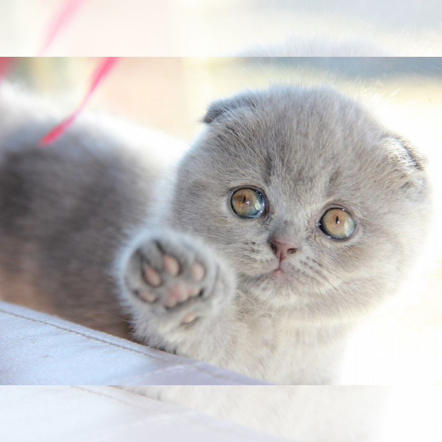 Шотландский вислоухий короткошёрстный котёнок