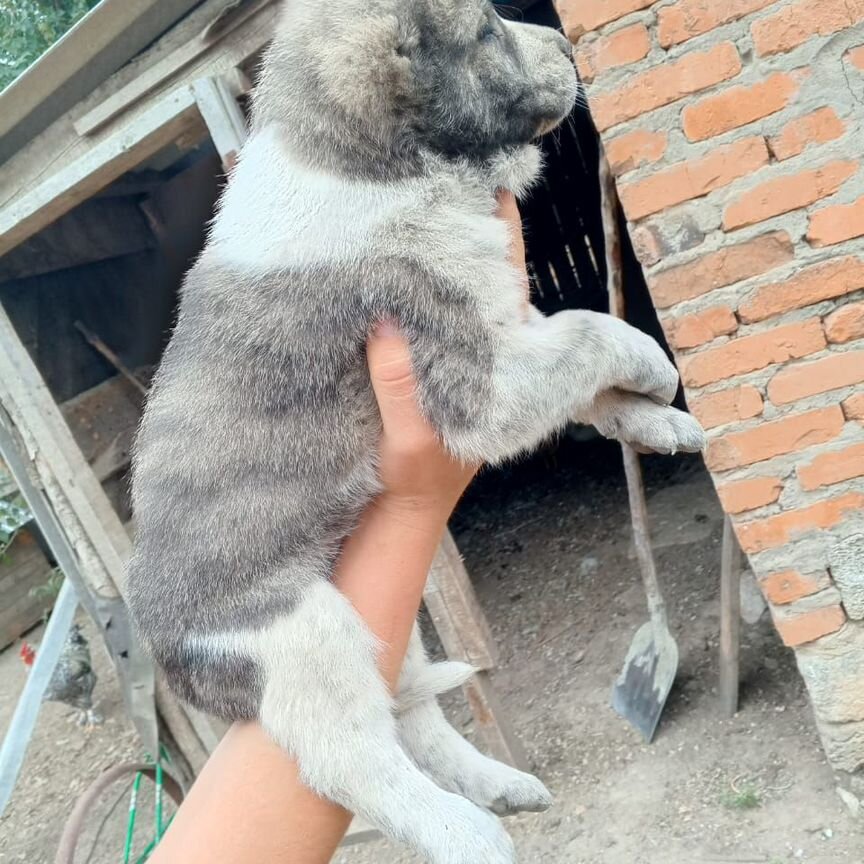 Щенки кавказский волкодав