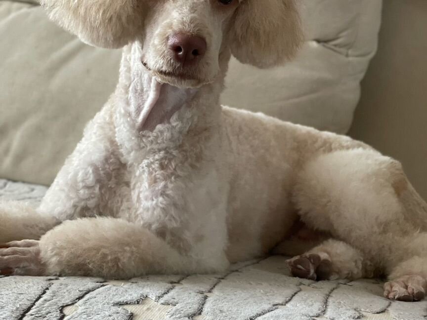 Малый пудель