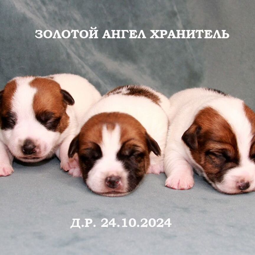 Джек рассел терьер щенки под елочку на Новый Год