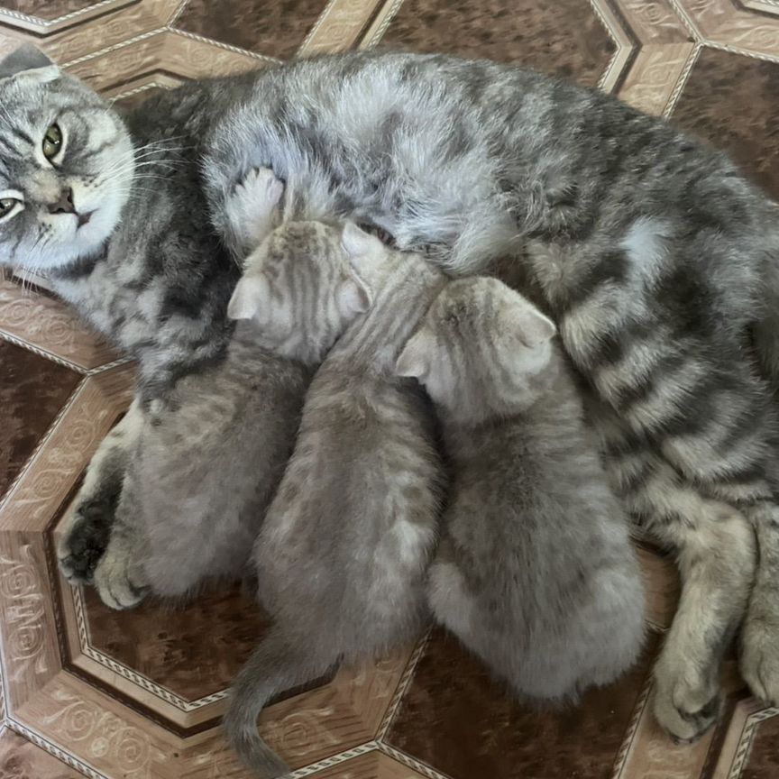 Вислоухие котята