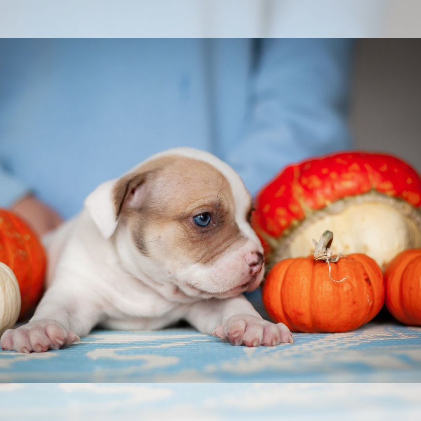 Американский булли, щенок