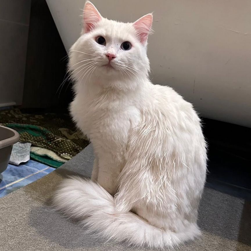 Котик 1,5-2 года