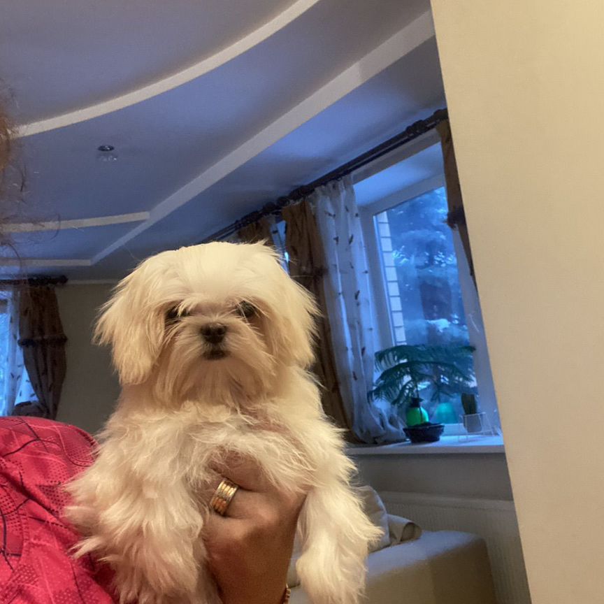 Крошечная девочка Мальтипу