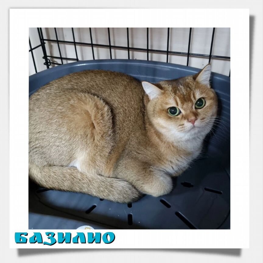 Кот