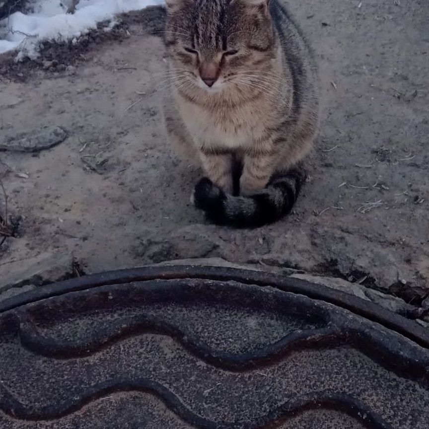 Молодой котик