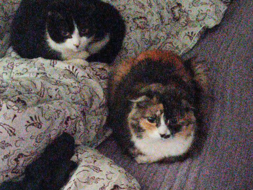 Отдаю в добрые руки 2х кошек