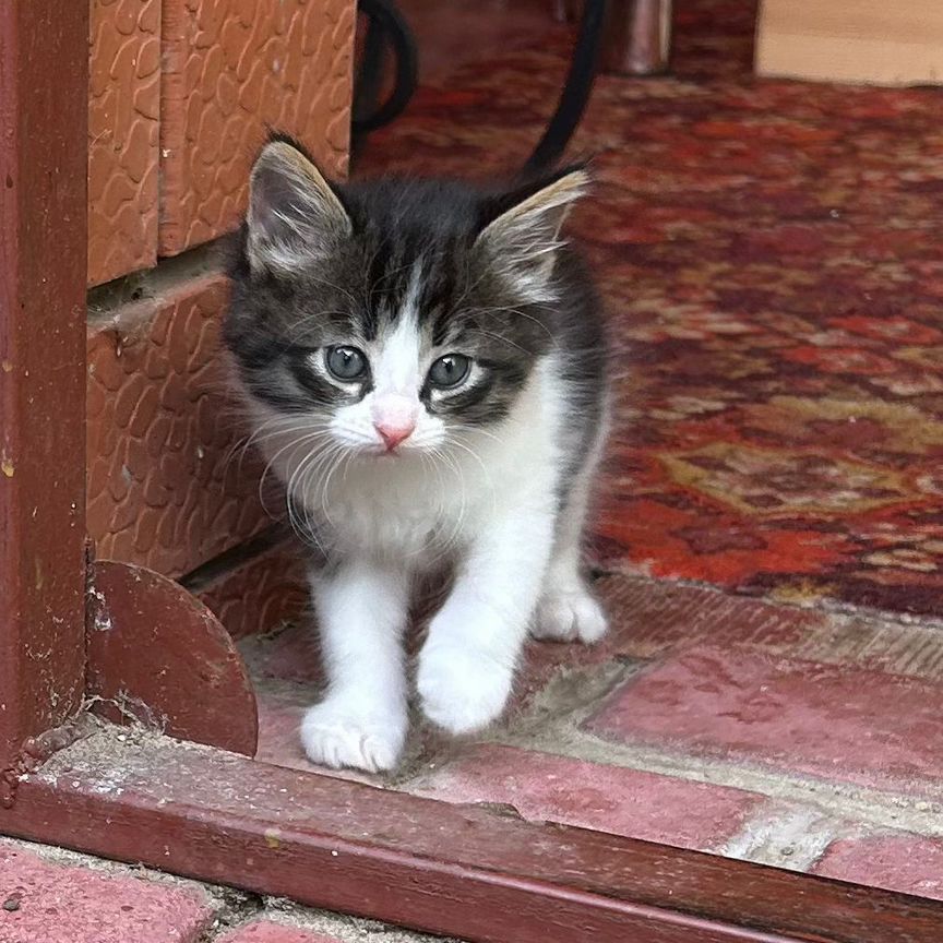 Котенок в добрые руки
