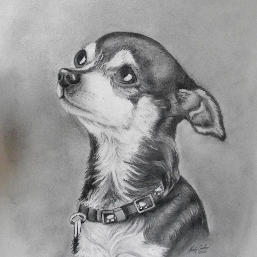 Рисую собачек