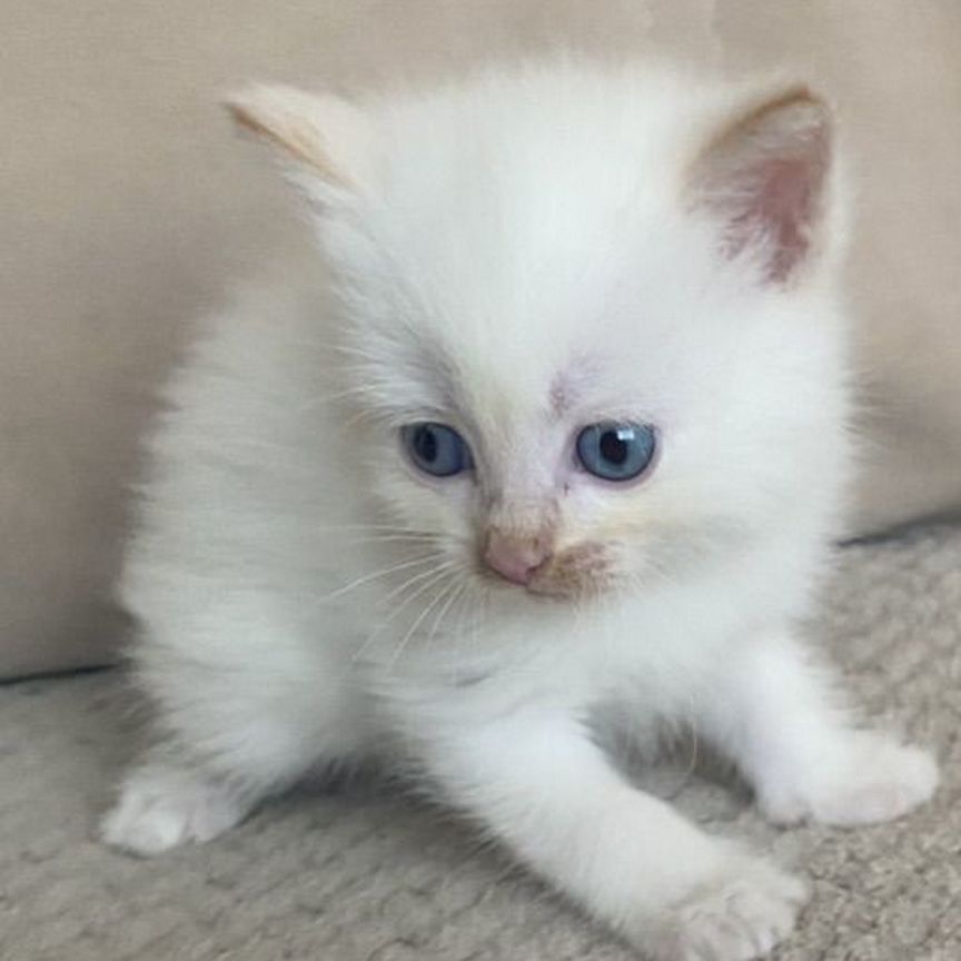 Сибирский котёнок