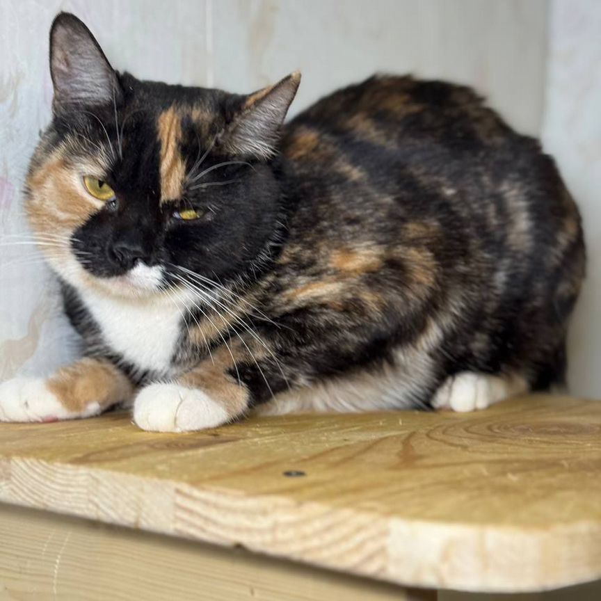 Красивая и ласковая кошечка Медея. В приюте. В дар