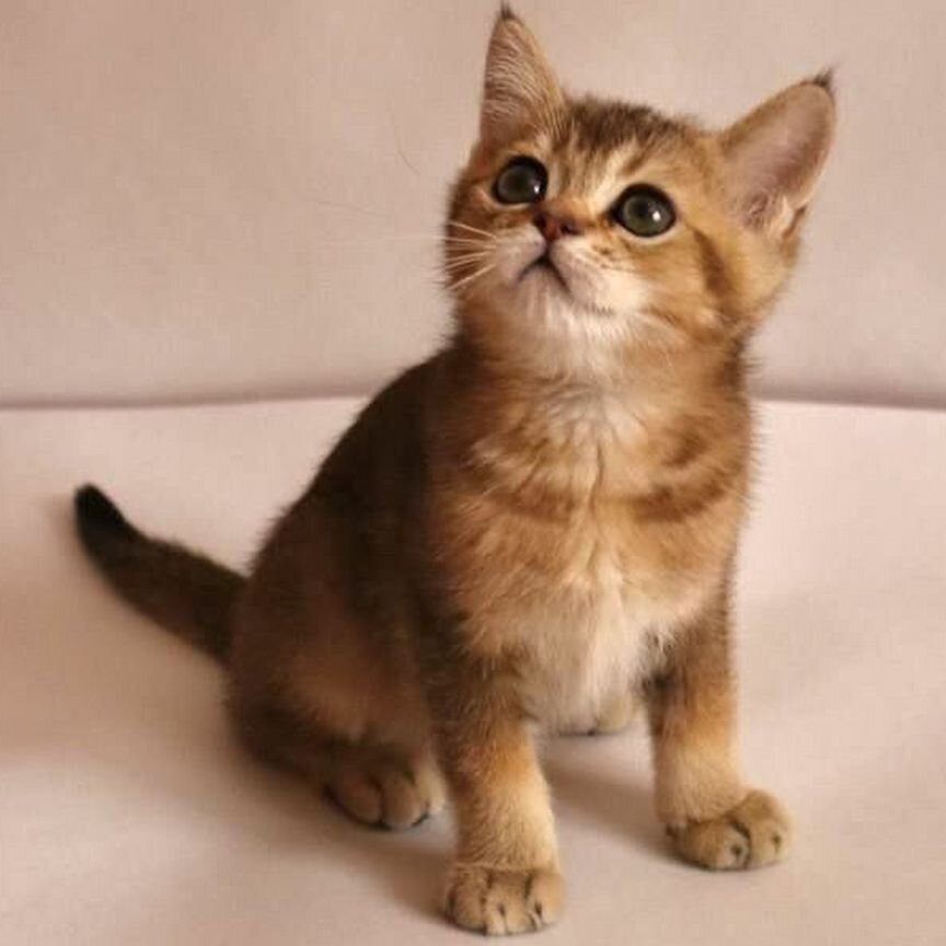 Мурчащий шотландский котенок