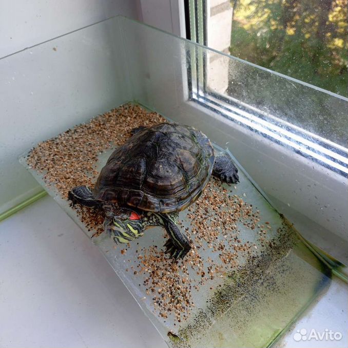 Красноухая черепаха с аквариумом