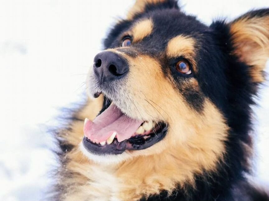 Молодой энергичный пёс нуждается в своем человеке