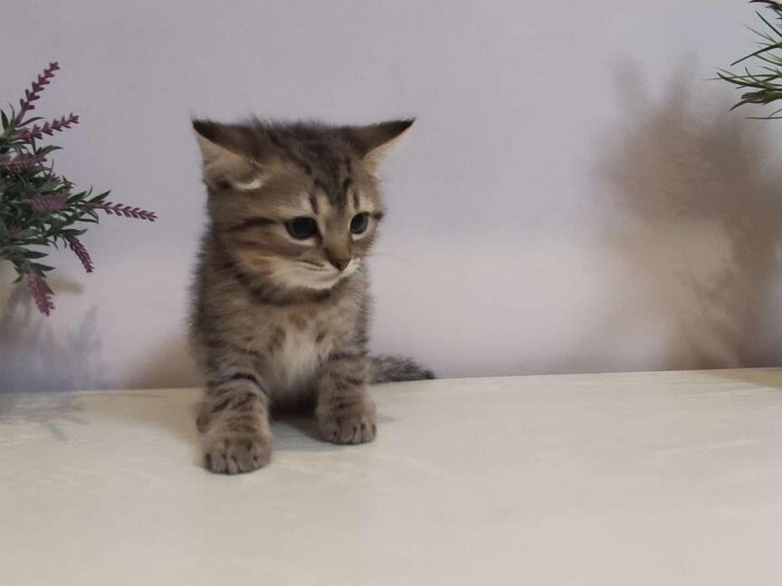 Шотландские котята