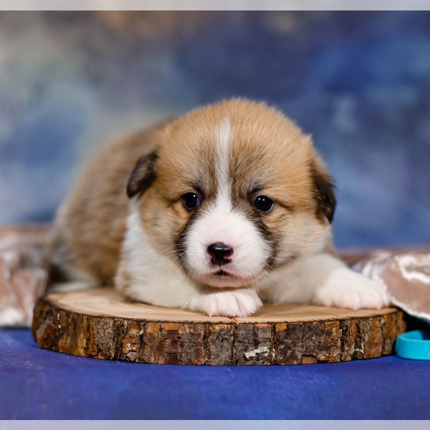 Вельш Корги Пемброк, щенок