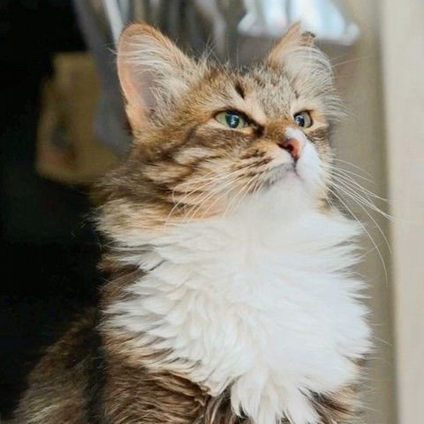 Кошечка с шикарной горжеткой