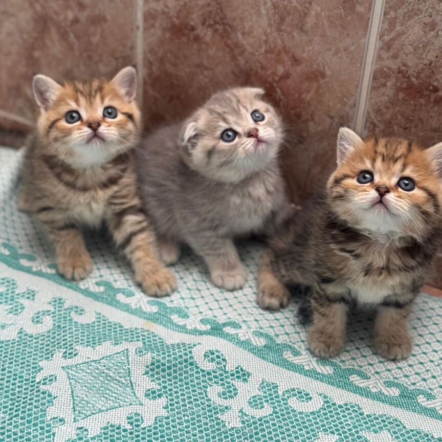 Шотландские котята