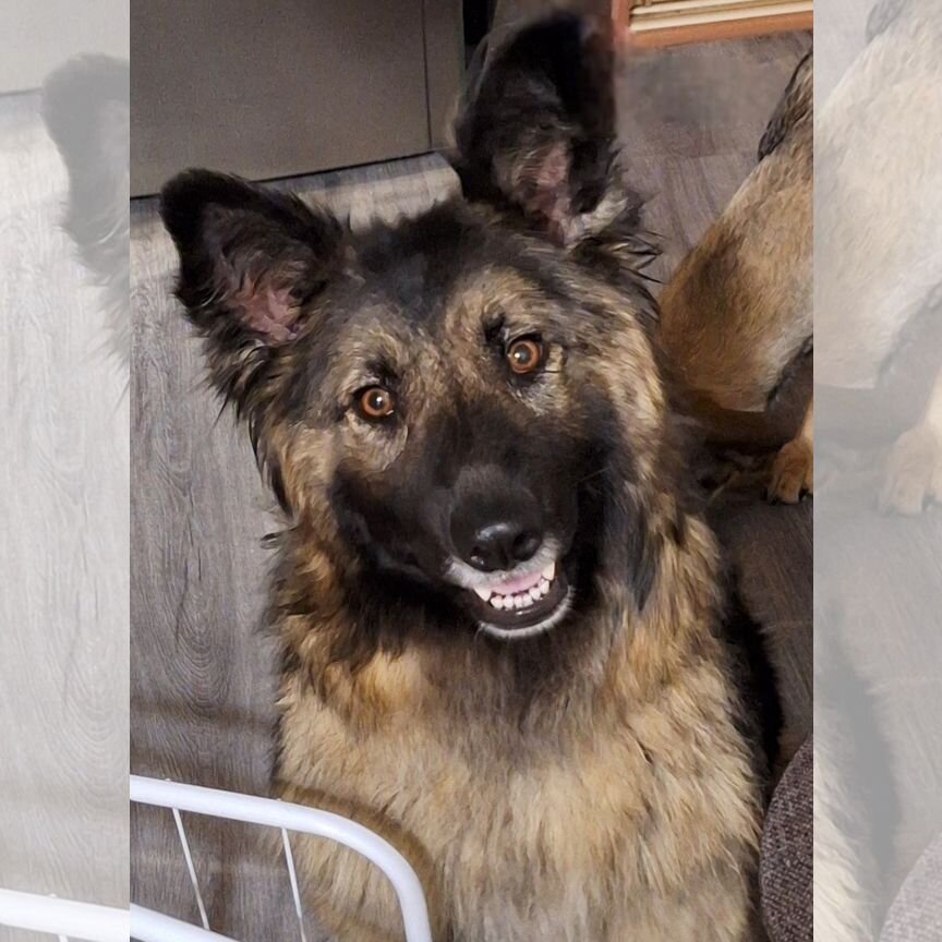 Взрослая собака от частного владельца