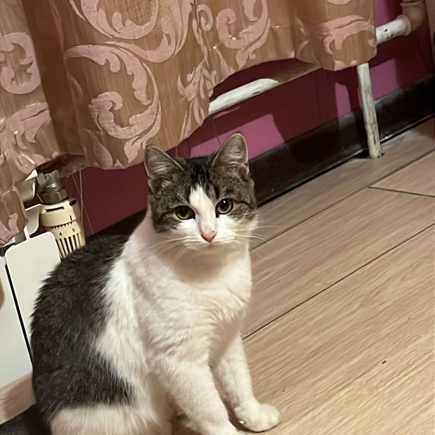 Взрослая кошка от частного владельца