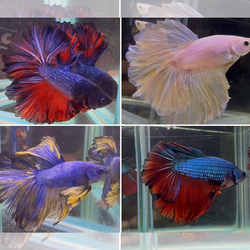 Аквариумная рыбка петушок