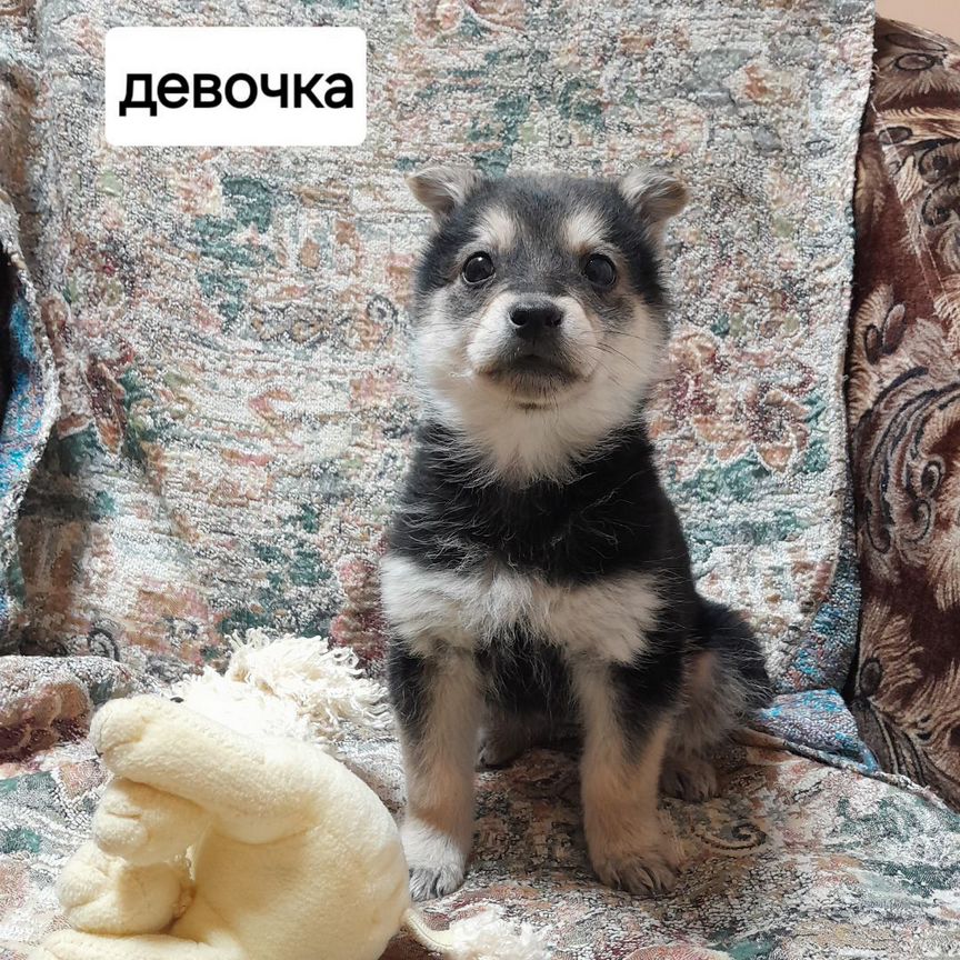 Щенки ищут добрые руки