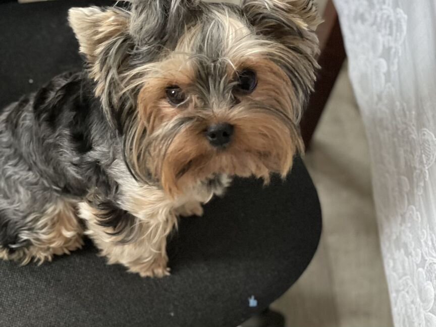 Щенки Йорка