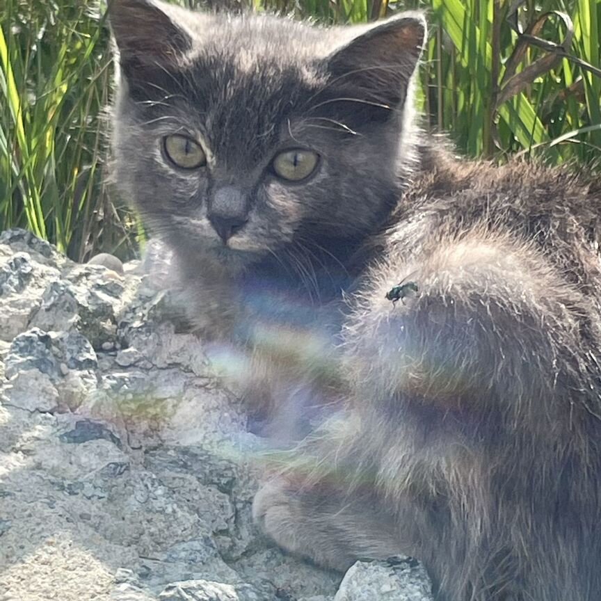 Котята в добрые руки бесплатно мальчик