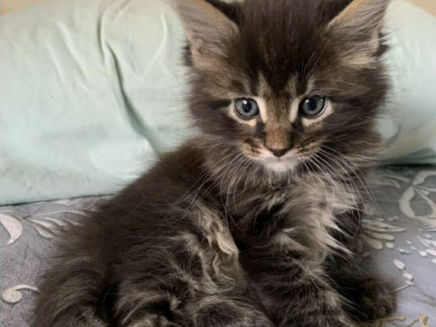 Шикарные шилопопы с кистями