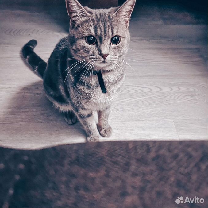 Британская кошечка на вязку