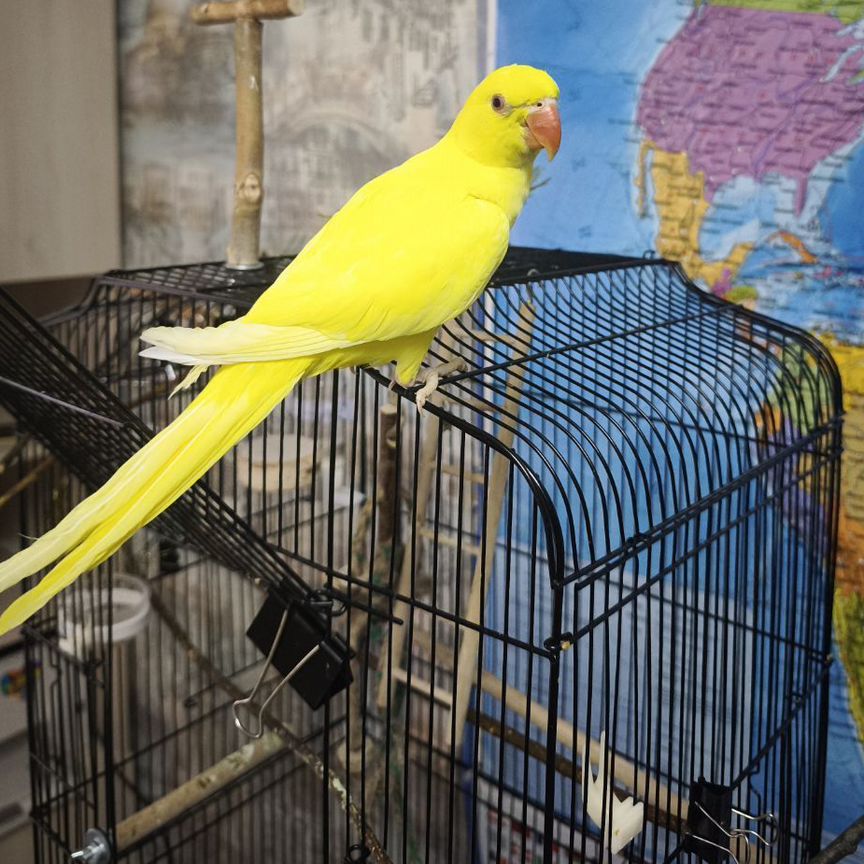 Ожереловый попугай